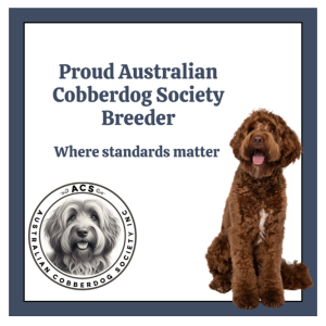 Cobberdog frequently asked questions- Austinbrae Cobberdogs